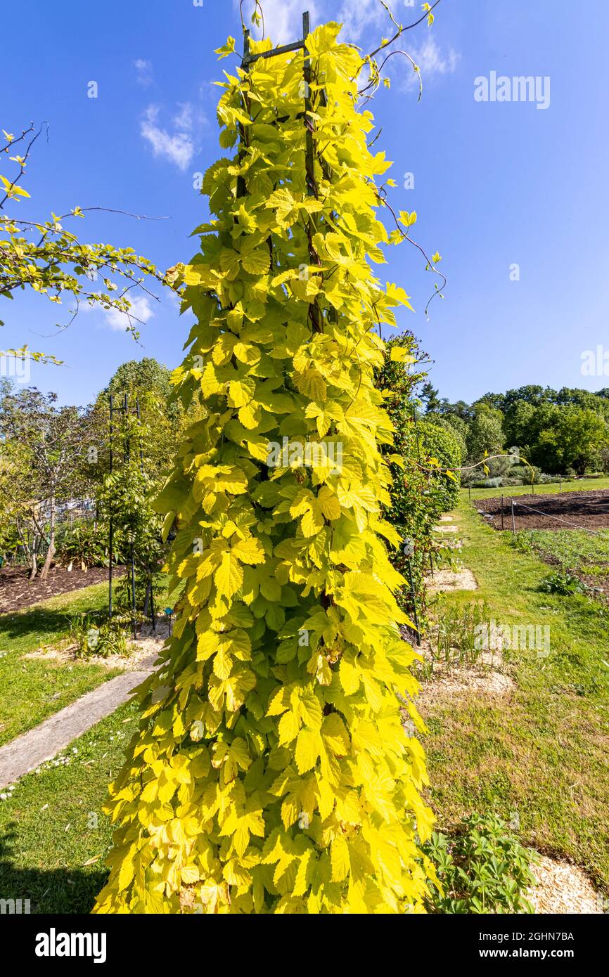 Common hop (Humulus lupulus) 'Aurea' Stock Photo - Alamy