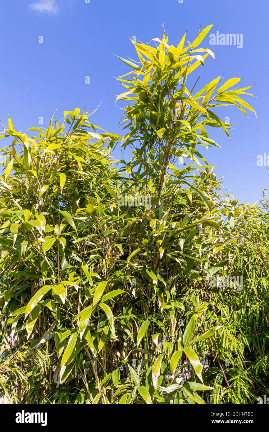 Dwarf Bamboo (Sasa kurilensis) 'Shimofuri' Stock Photo - Alamy