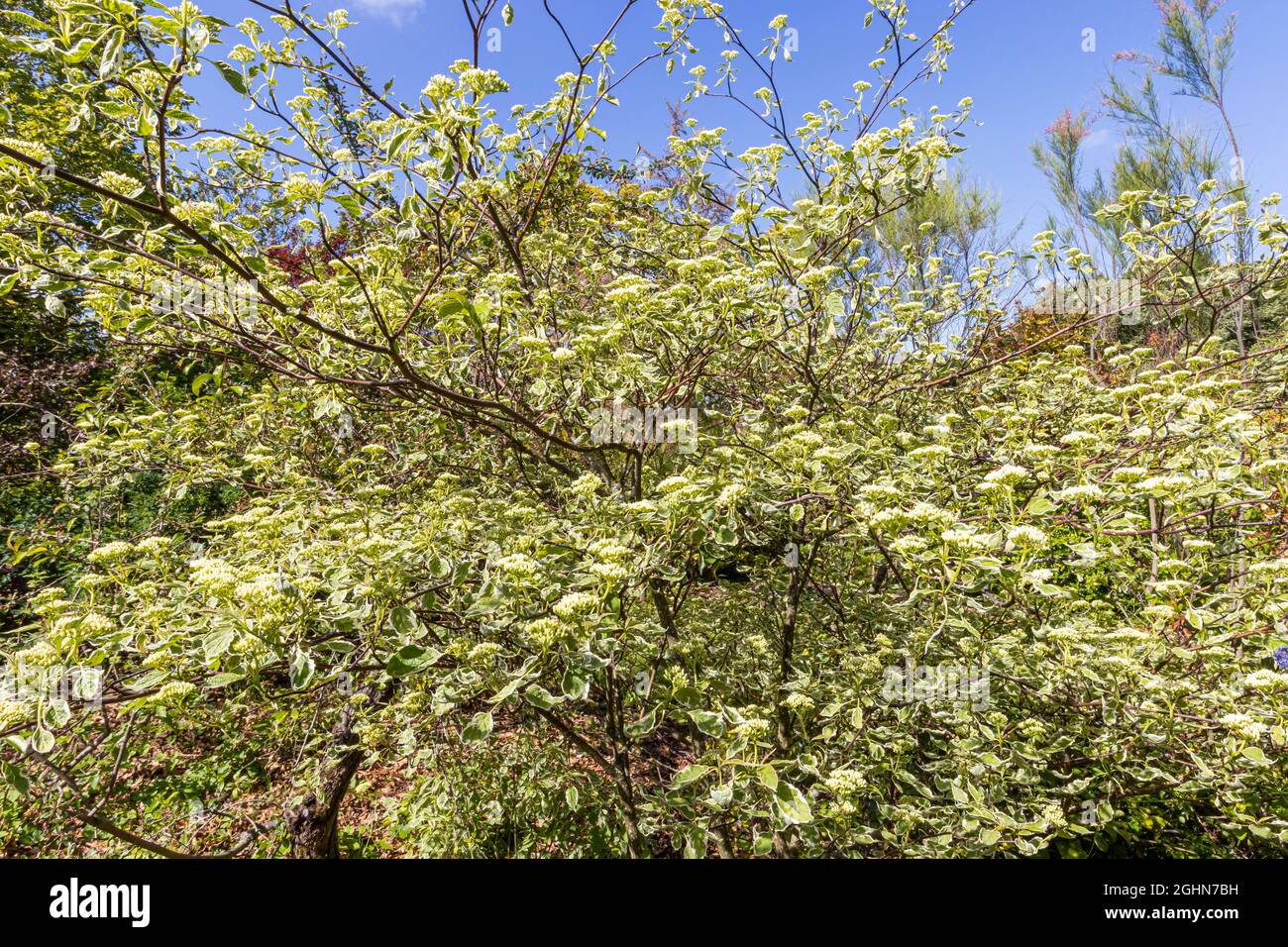 Alternateleaf dogwood (Cornus alternifolia) 'Pinky Spots in bloom Stock ...