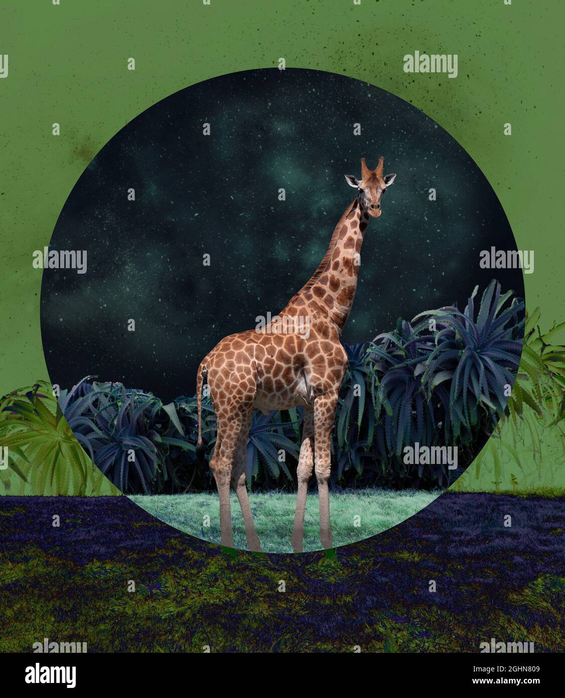 Contemporary art collage of giraffe isolated over night jungle ...
