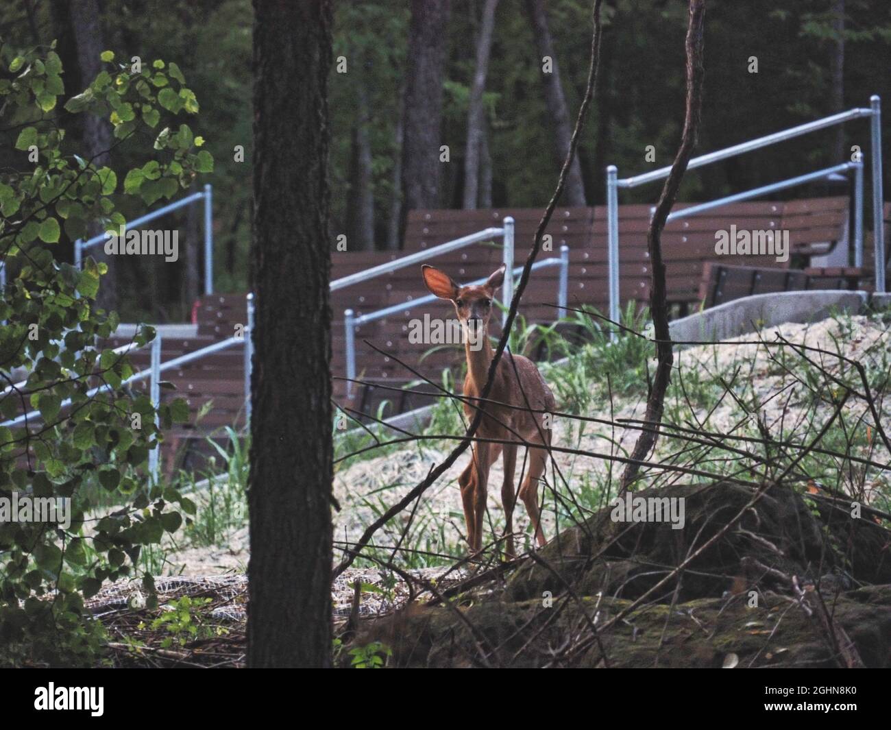 View of a baby deer standing in the park and looking at the camera ...