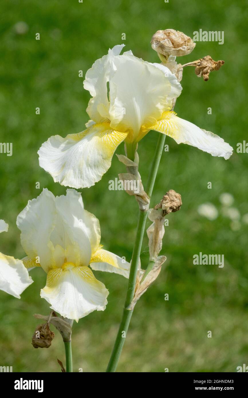 White Bearded Iris Flower