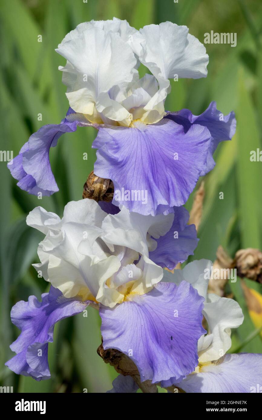 Tall Bearded Iris blue flower "Stairway to Heaven Stock Photo - Alamy