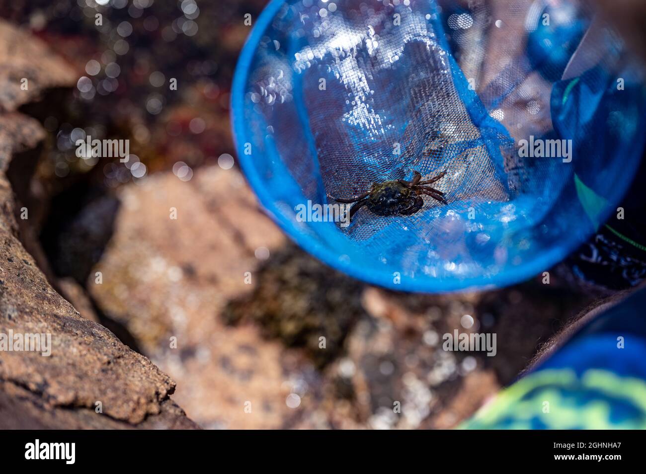Crab in tidal pool hi-res stock photography and images - Alamy