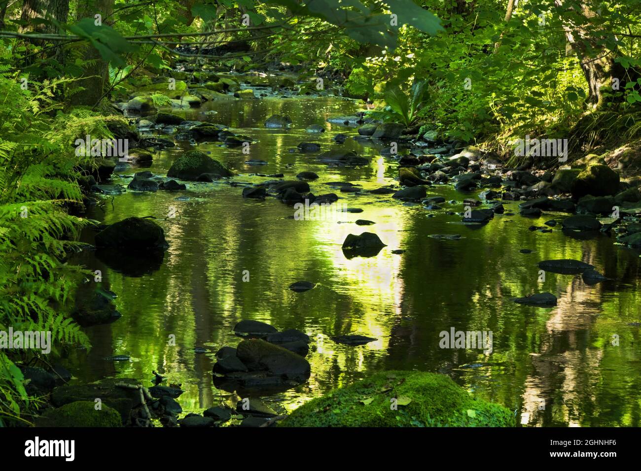 Sunlight illuminating the green leaves and reflecting upon a shallow ...