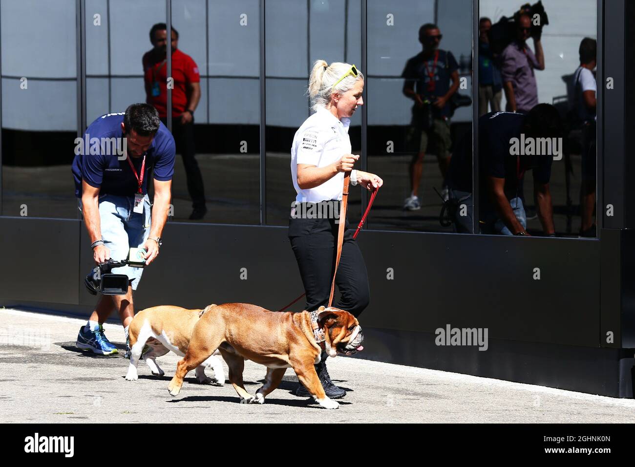 One of dogs owned by lewis hamilton hi-res stock photography and images ...