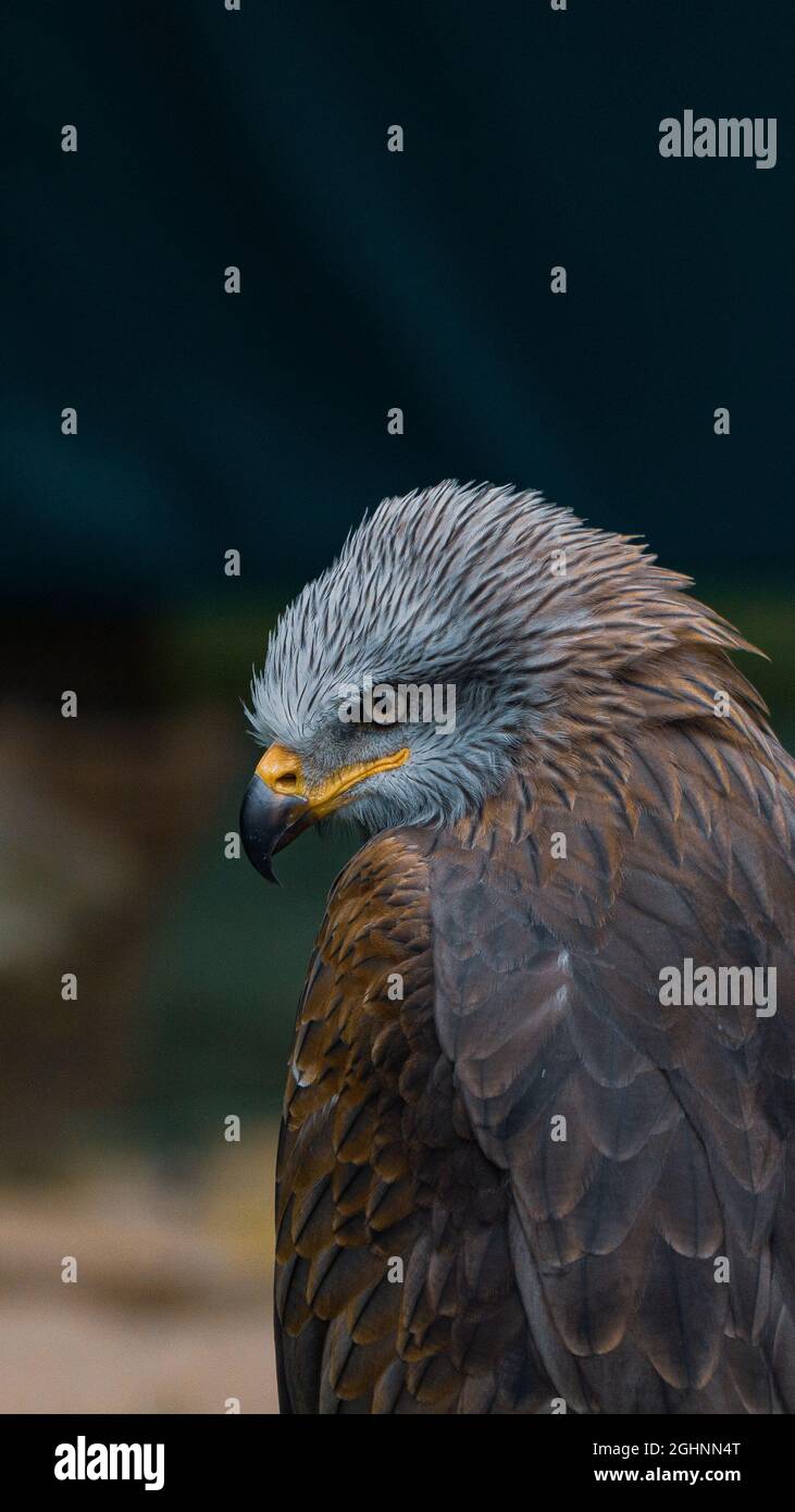 Vertical shot of an eagle on a blurred background Stock Photo - Alamy