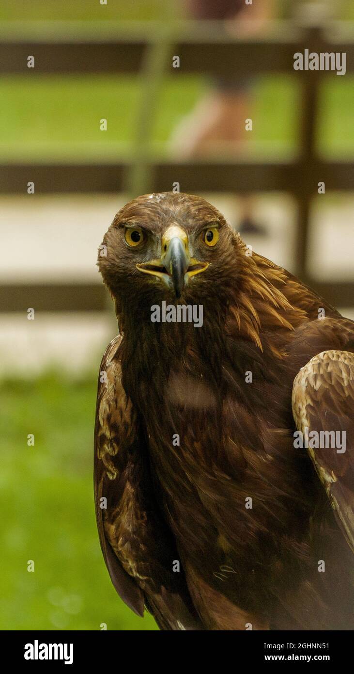 Vertical shot of an eagle on a blurred background Stock Photo - Alamy