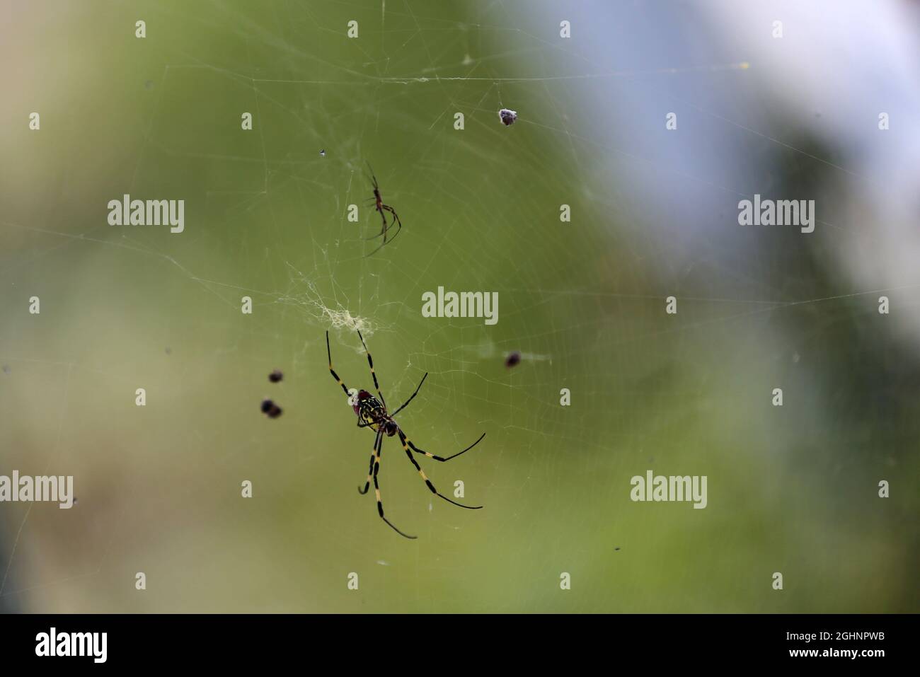 Puesta A Punto De Spider Japan