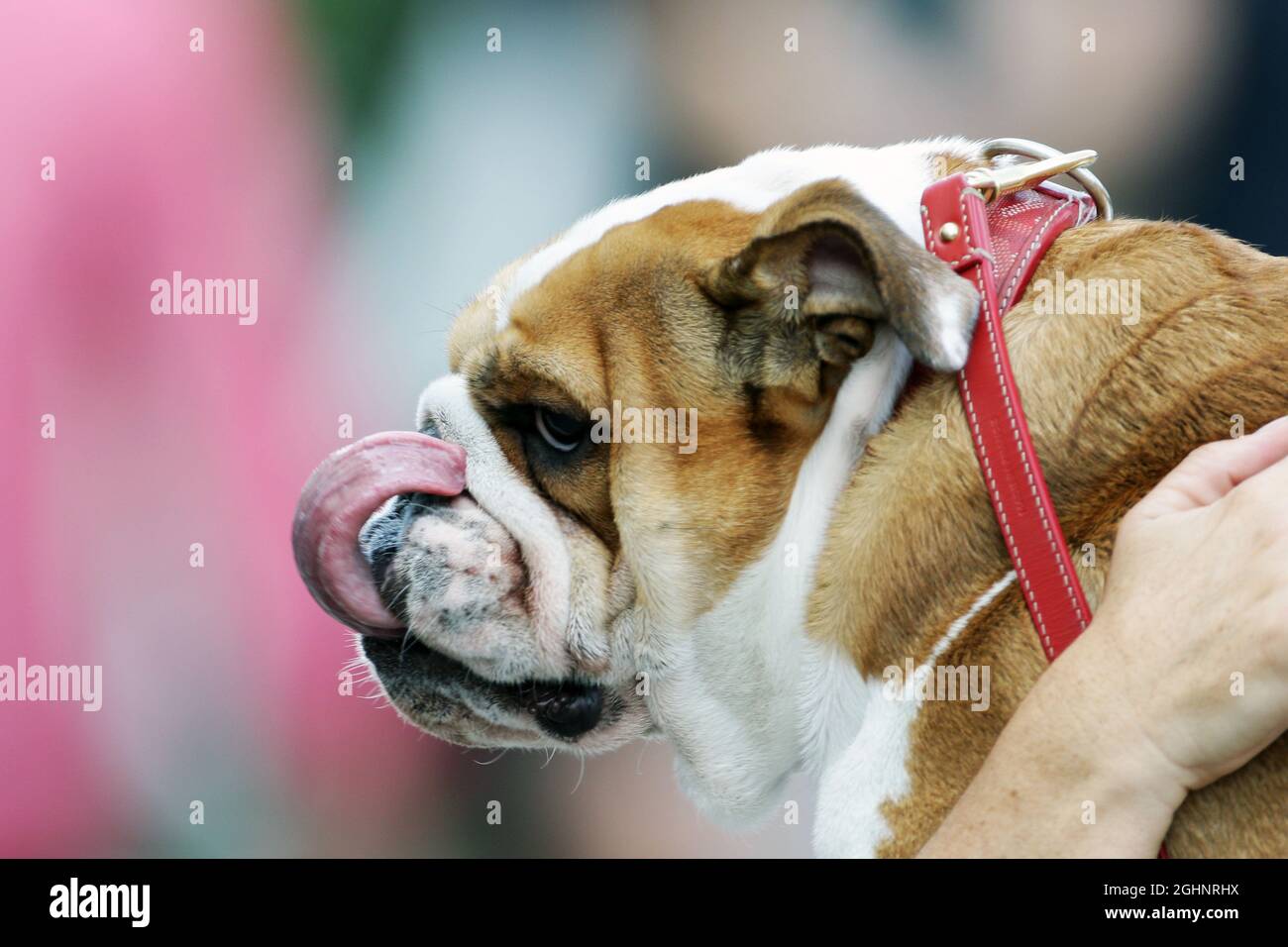 Dog owned by lewis hamilton hi-res stock photography and images - Alamy