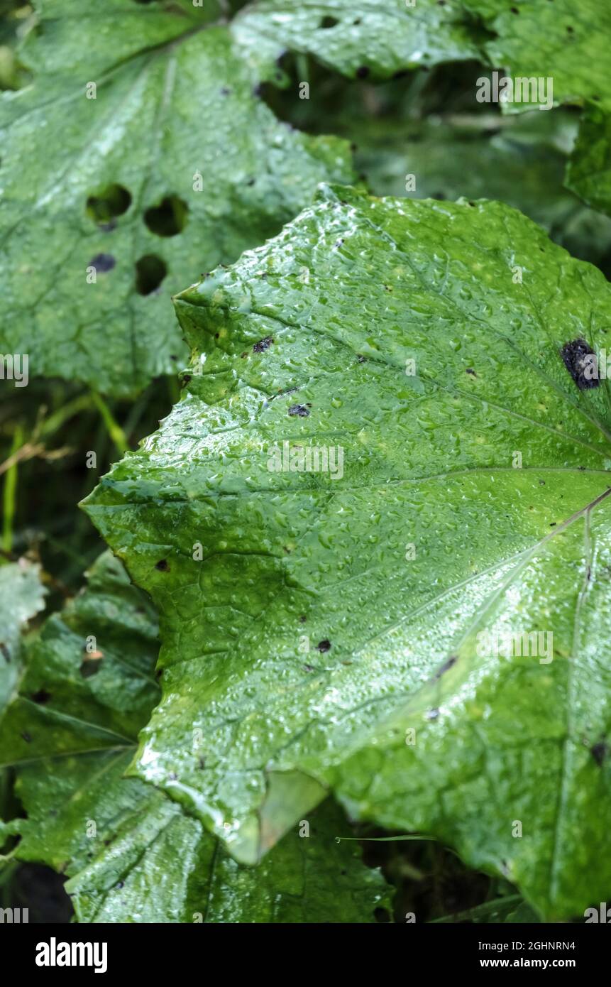 Tussilago farfara, known as coltsfoot, green plant of the groundsel ...