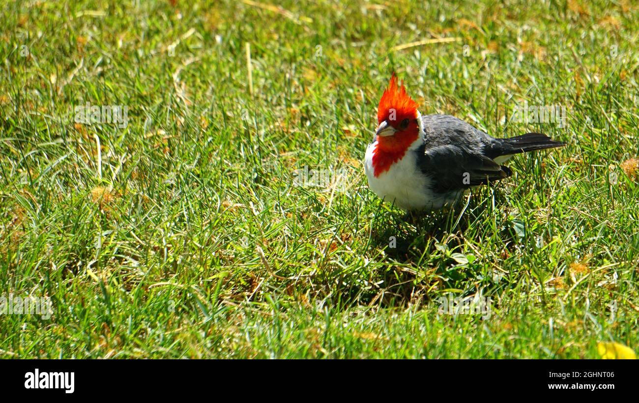 Red crested cardinal in hawaii hi-res stock photography and images - Alamy