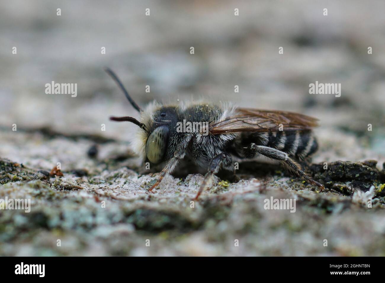 Alfalfa Leafcutter Bee Megachile Rotundata High Resolution Stock ...