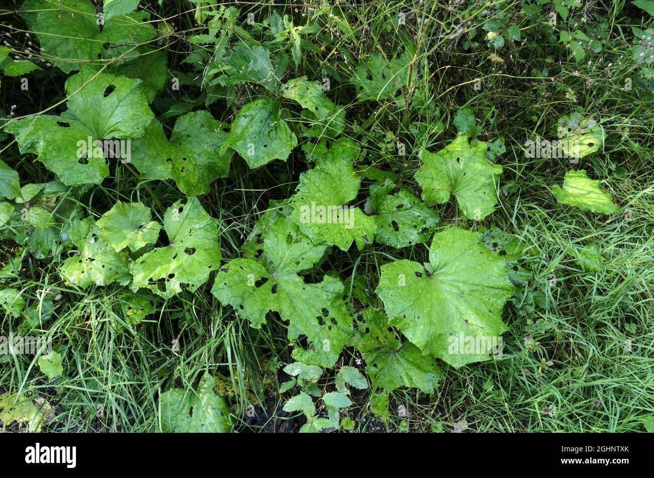 Tussilago farfara, known as coltsfoot, green plant of the groundsel ...
