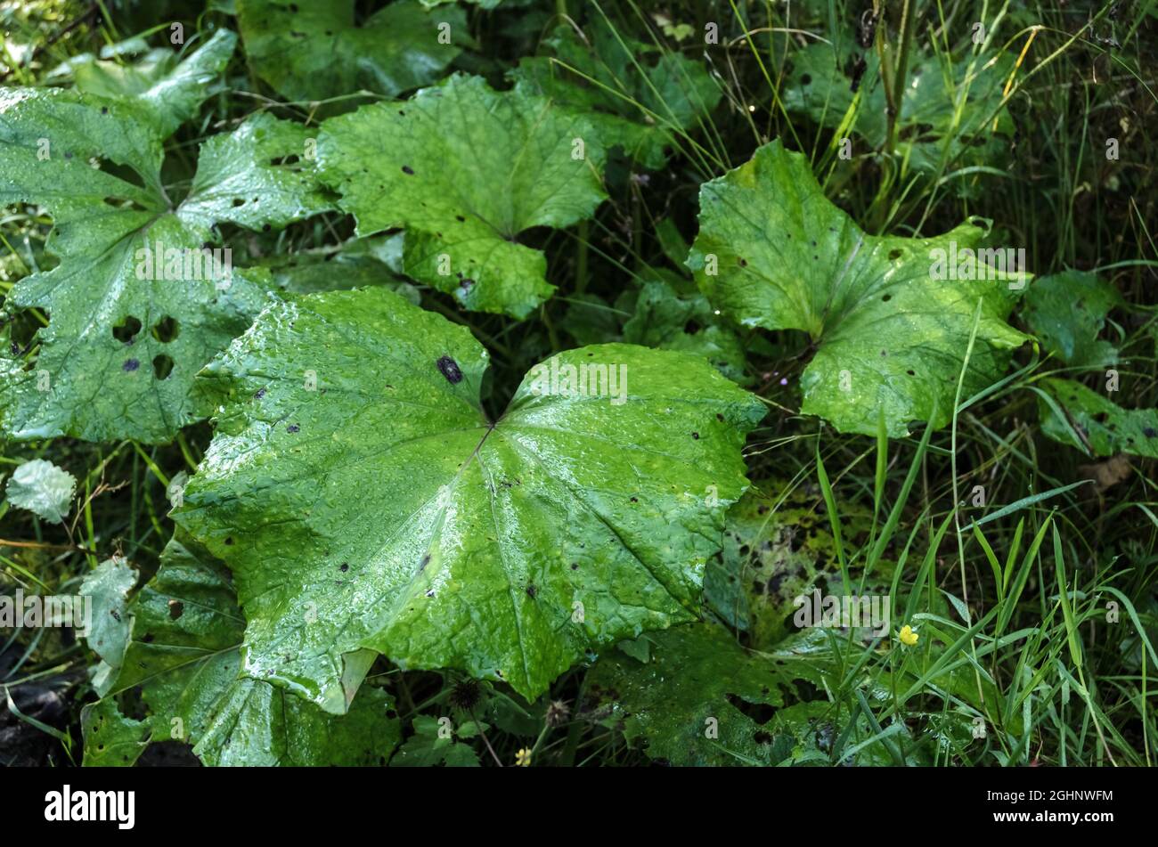 Leaves of coltsfoot tussilago farfara hi-res stock photography and ...
