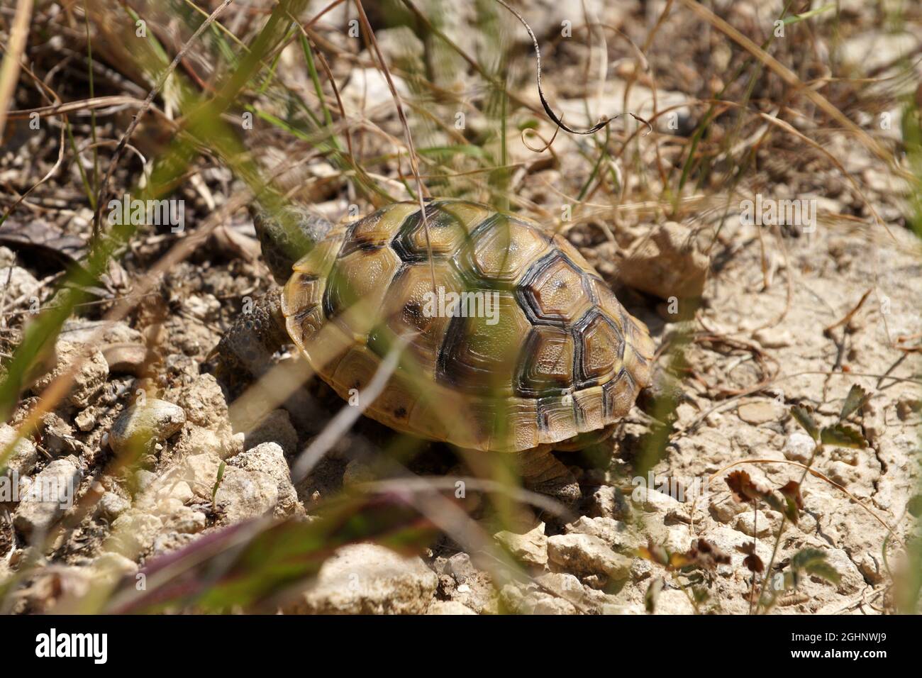 Land turtle hi-res stock photography and images - Alamy