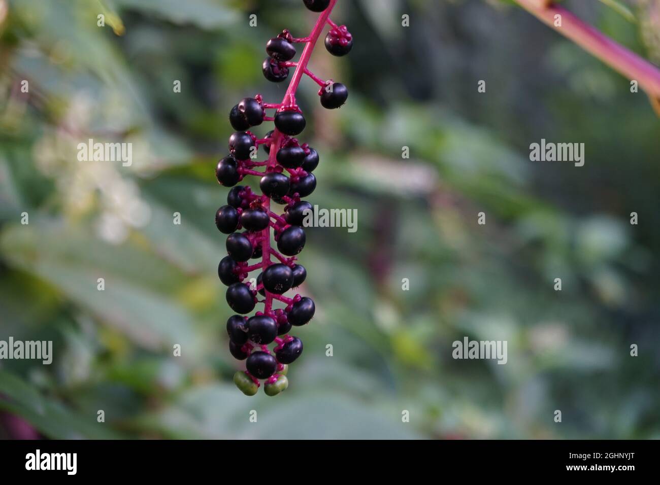 Field pokeweed hi-res stock photography and images - Alamy