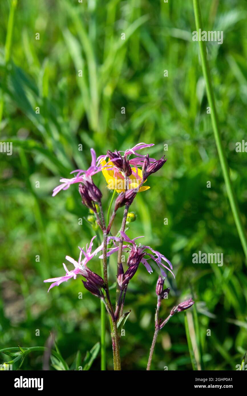 Ragged Robin and Meadow Buttercup in wildflower meadow Stock Photo - Alamy