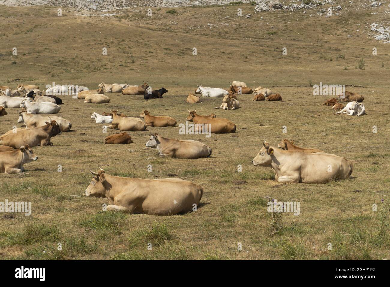 Mucche hi-res stock photography and images - Alamy