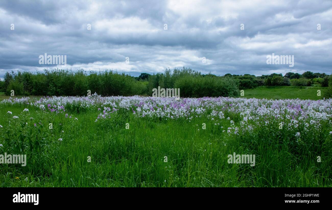 Sweet Rocket in meadow Stock Photo - Alamy