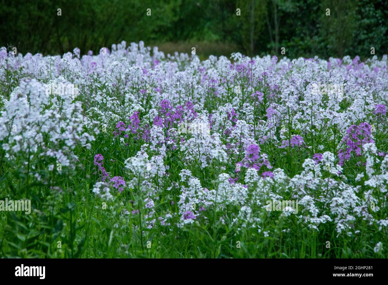 Sweet rocket hesperis matronalis hi-res stock photography and images ...