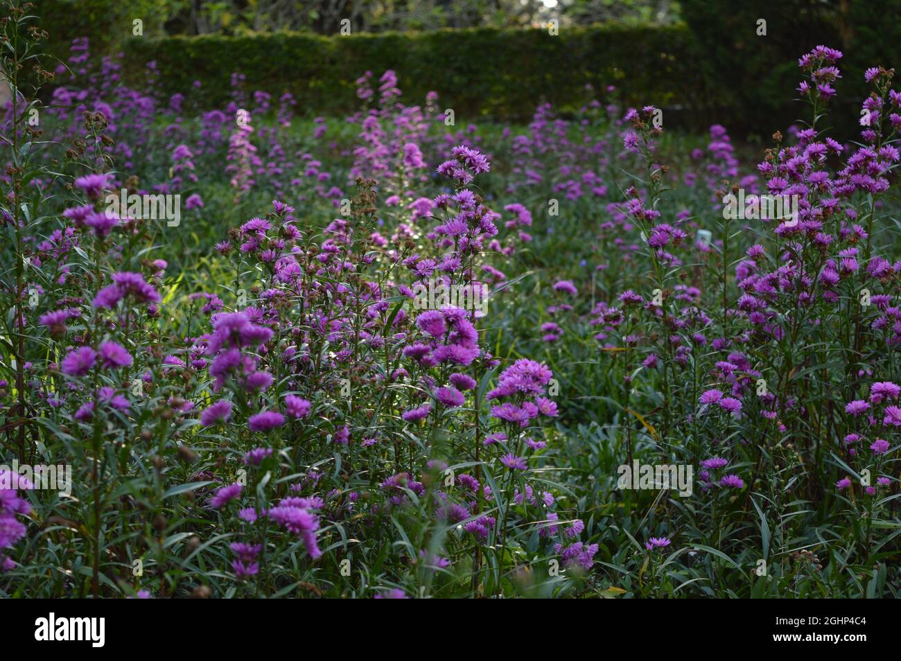 Sunlights shines through a purple aster flowers field inside a park in ...