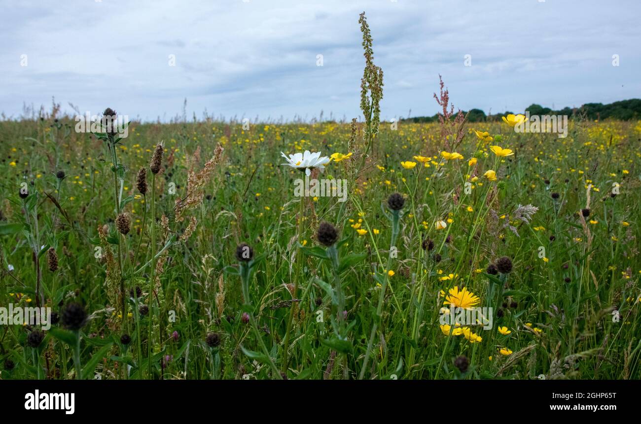 English summer wildflowers hi-res stock photography and images - Alamy