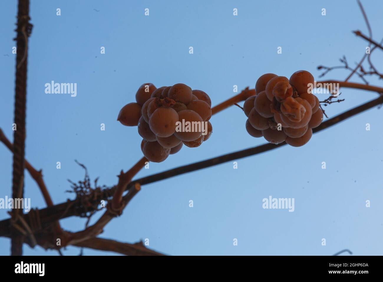 The Missing grape harvest. Hanging bunches of the non-harvested crop ...