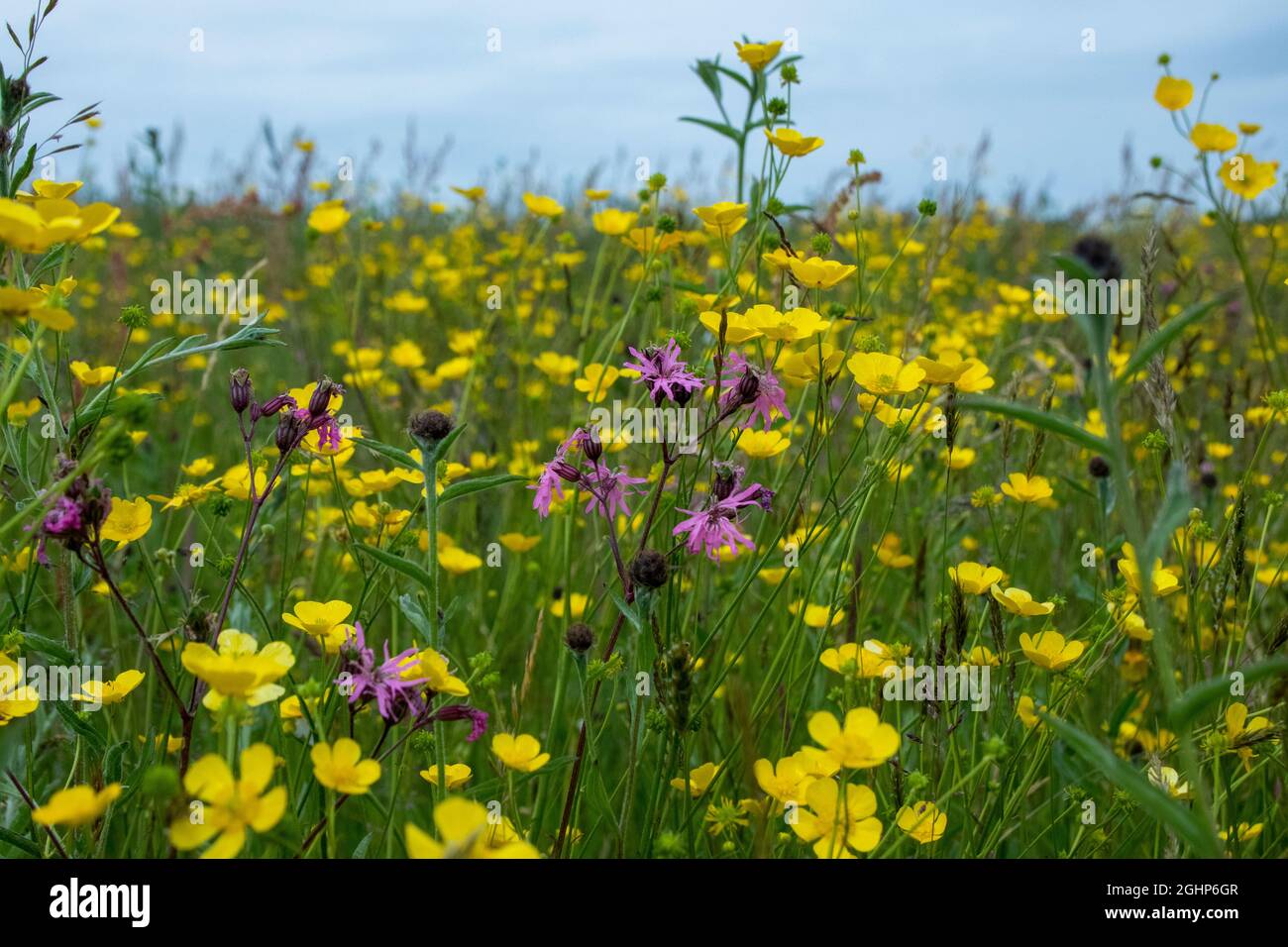 Wildflower meadow in summer Stock Photo - Alamy