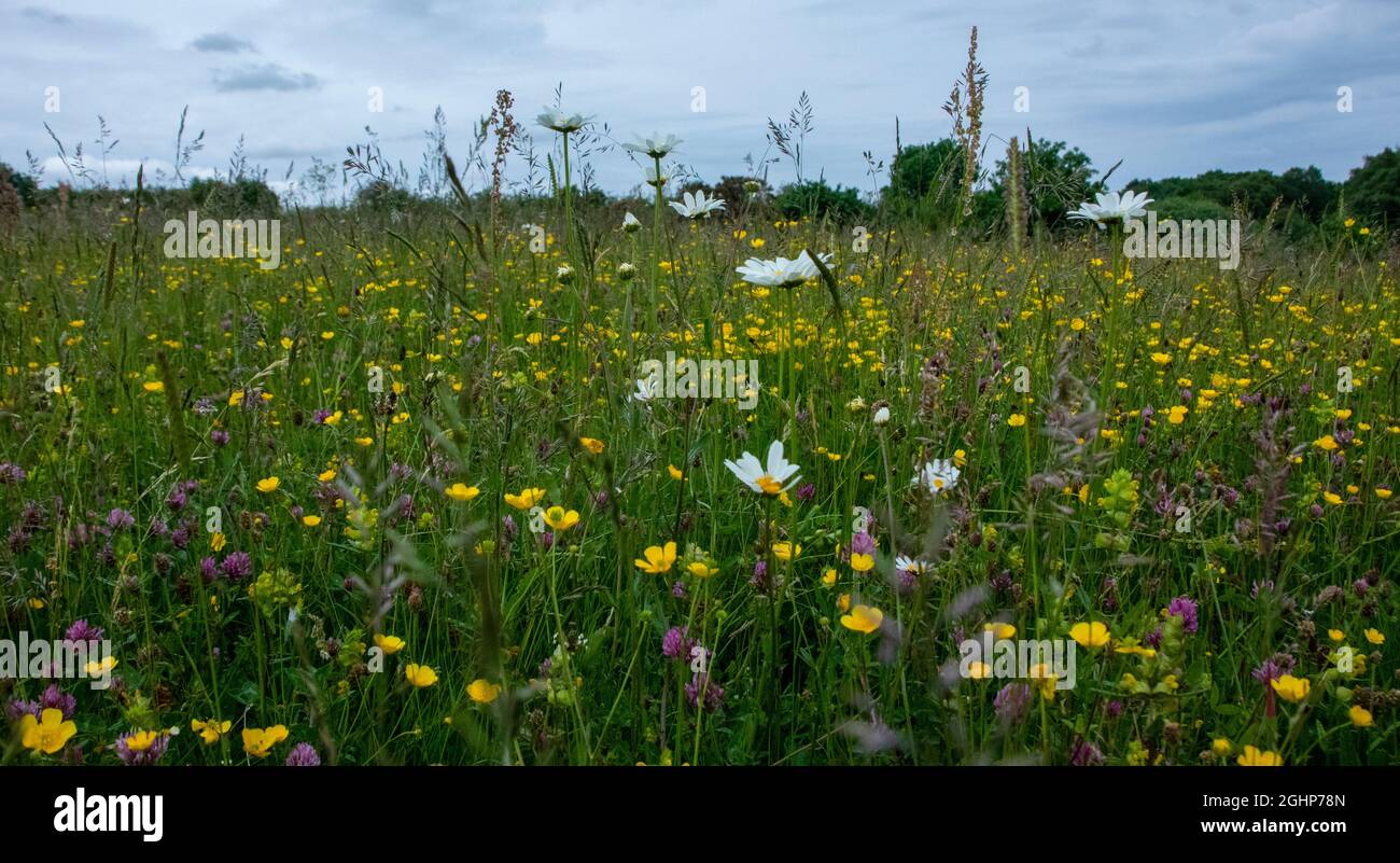 Wildflower meadow in summer Stock Photo - Alamy