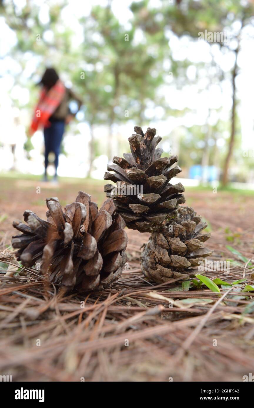 Dried pine cones falling on the ground of pine forest in Da Lat ...
