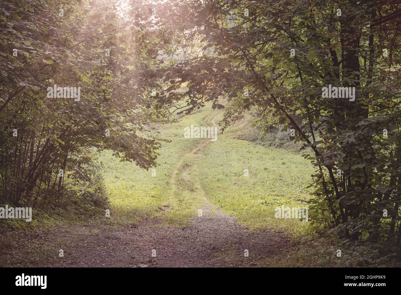 A pathway through the arched opening, formed by the lush foliage of ...