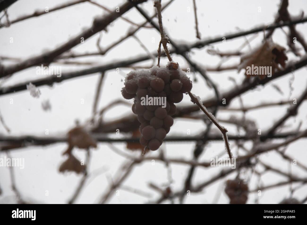 The Missing grape harvest. Hanging bunches of the non-harvested crop ...