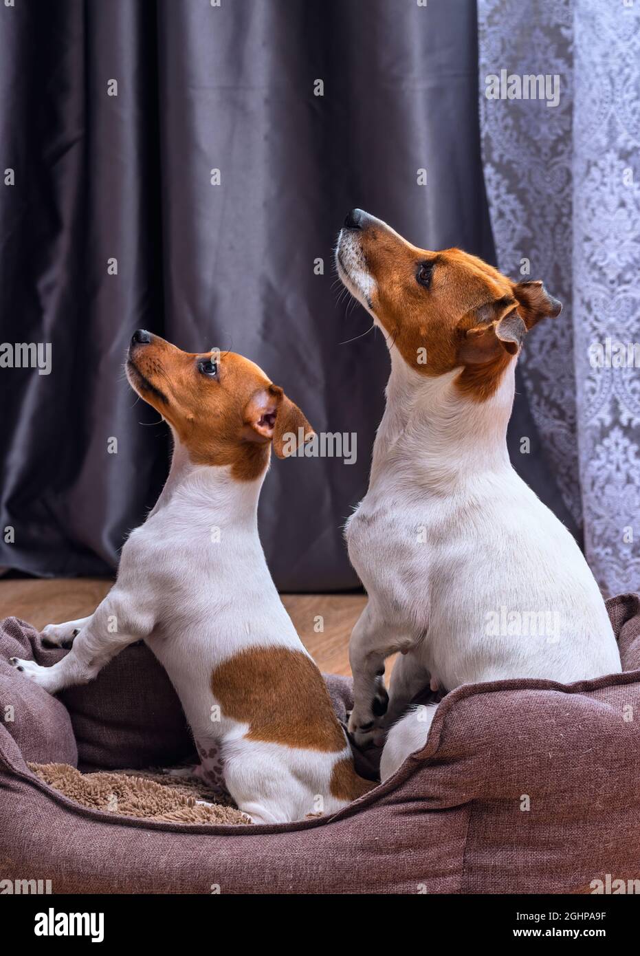 Two cute Jack Russell terriers, puppy and his mom, sitting on a soft ...