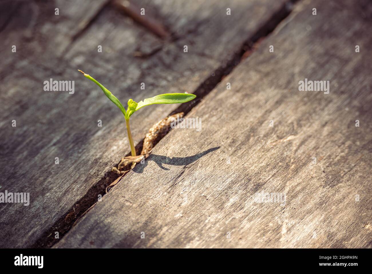 Small tree sprout growing from wooden planks. Subtle fresh green leaves ...