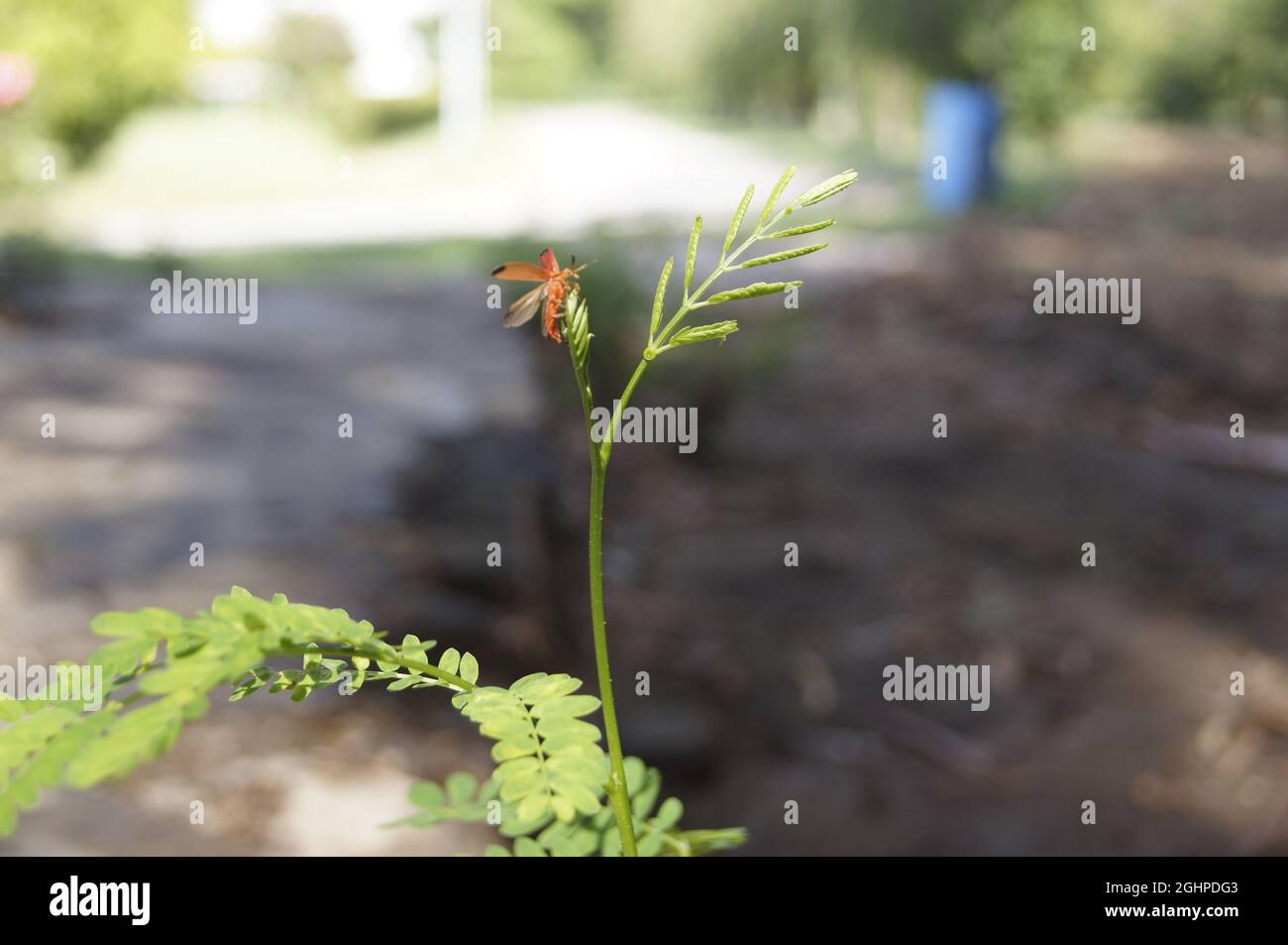 Nature is life. Lush green plantation enhances the beauty of nature ...