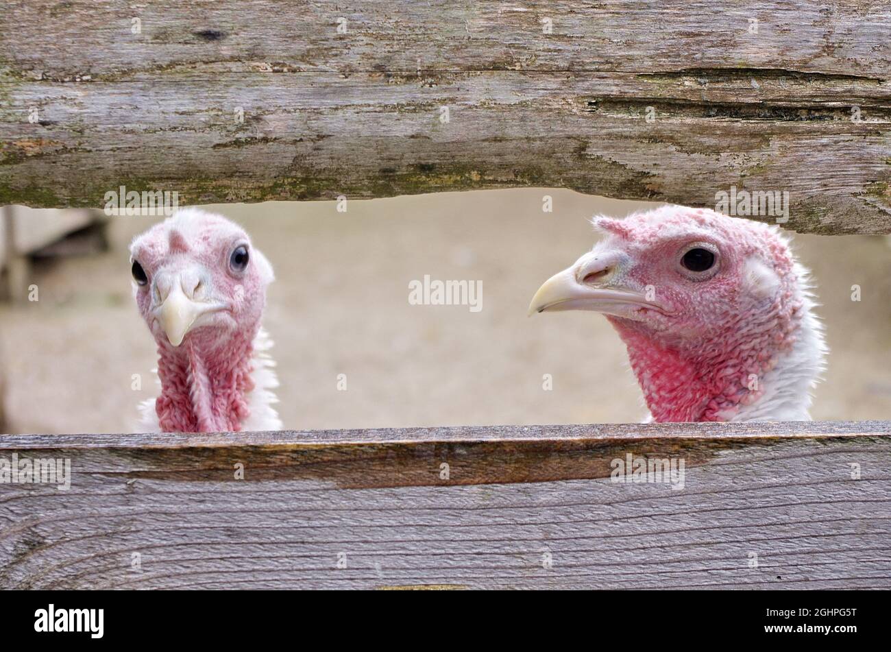 White turkeys, Young white turkeys on the farm. Thanksgiving Day symbol ...