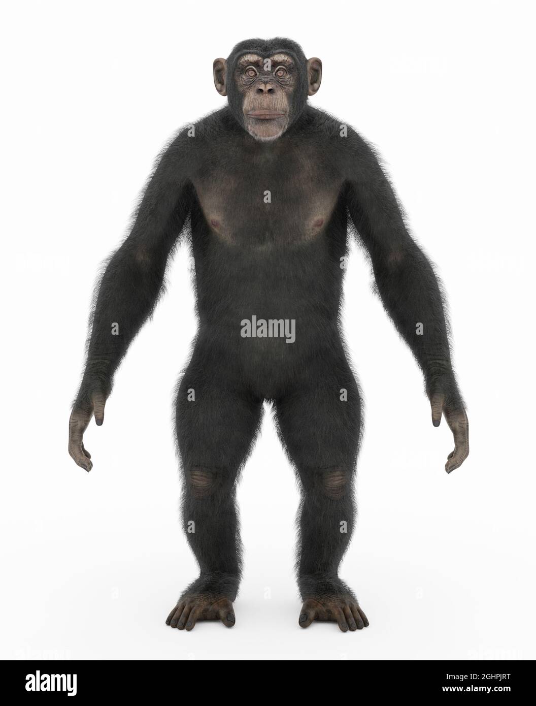 Chimpanzee upright hi-res stock photography and images - Alamy