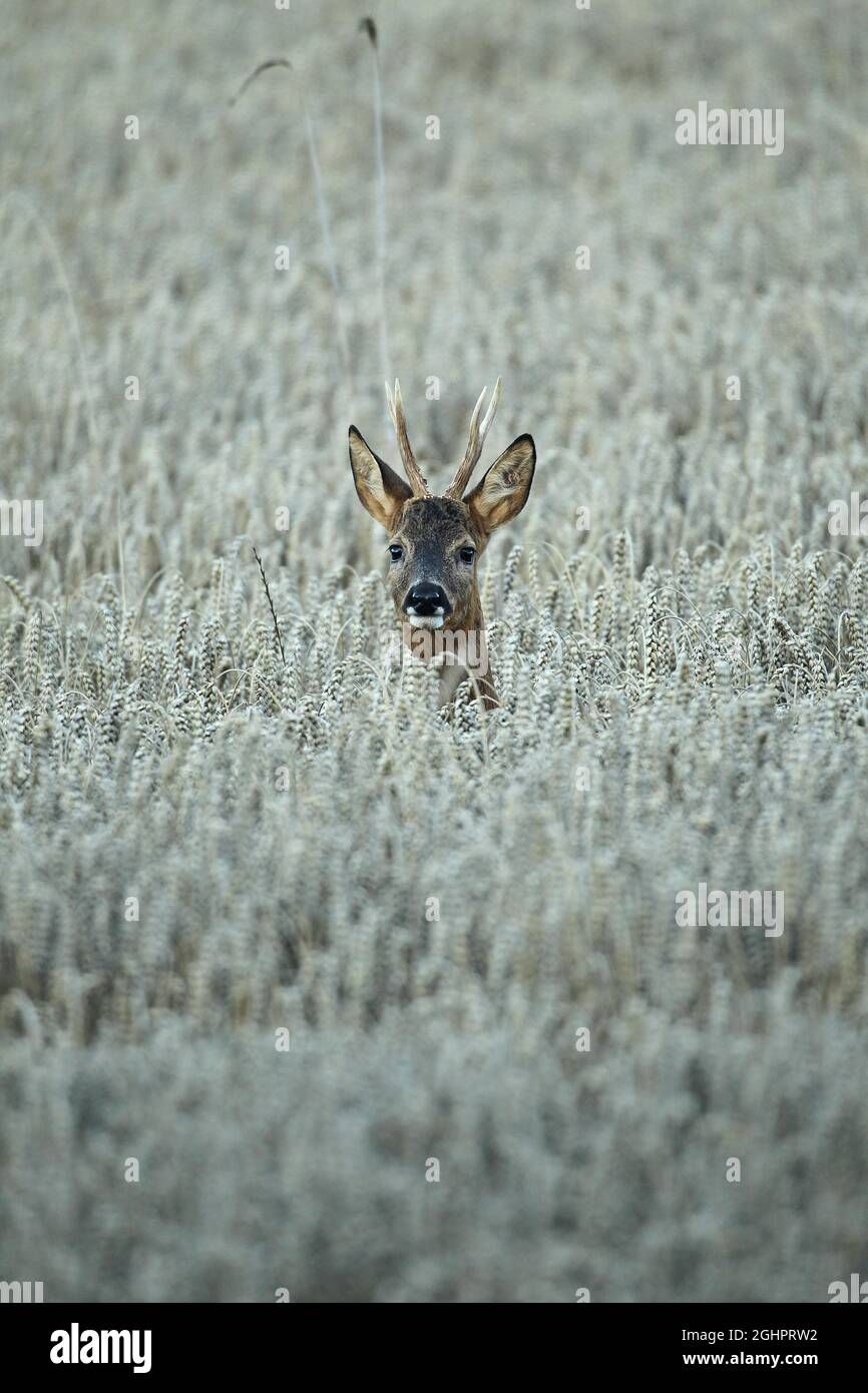 European roe deer (Capreolus capreolus) buck secured in wheat field ...