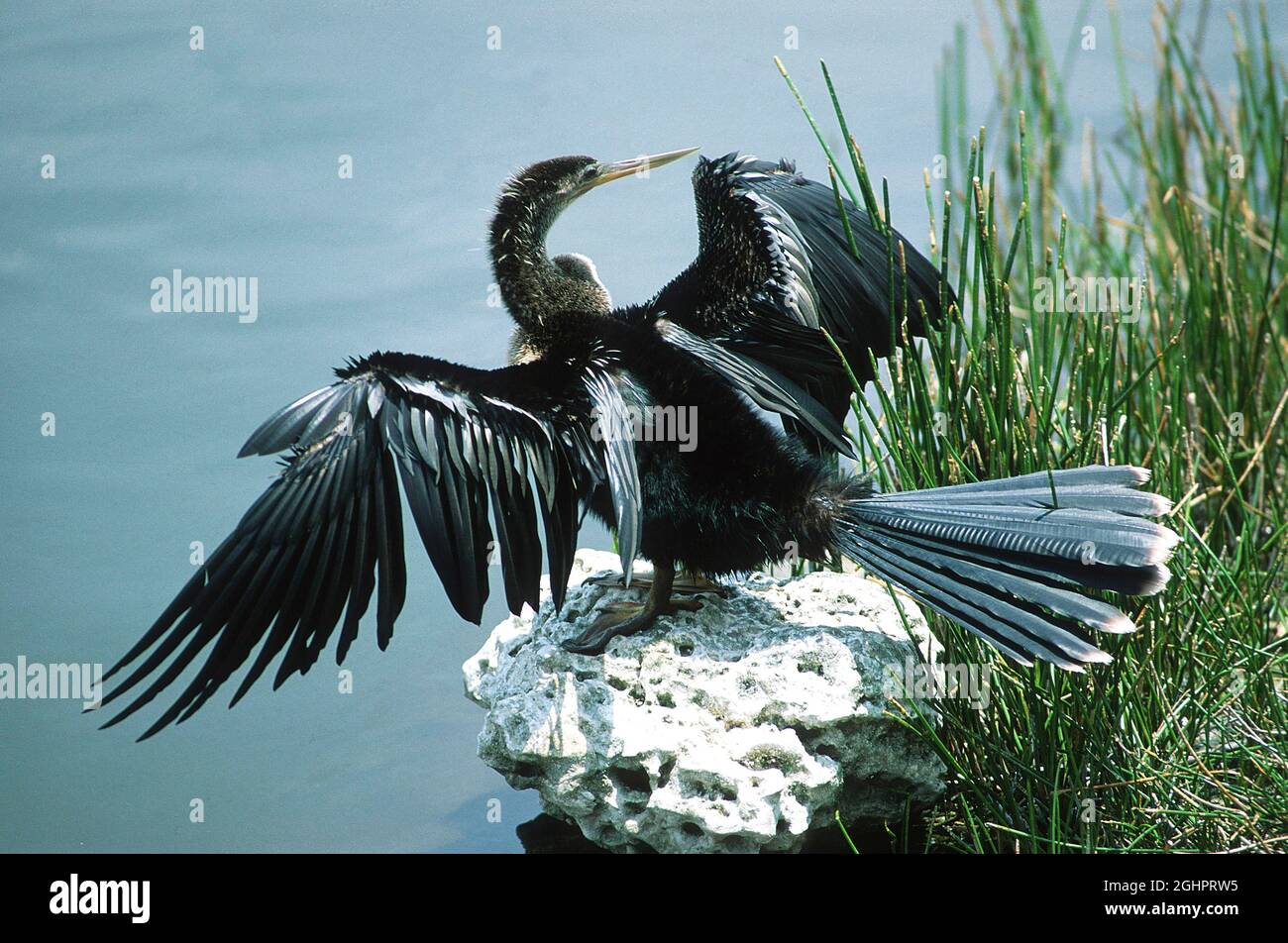 Anhinga (Anhinga anhinga) drying its plumage, Florida, USA Stock Photo ...
