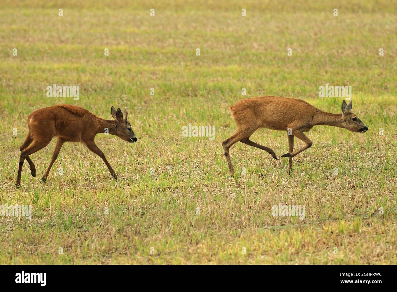 Young mating hi-res stock photography and images - Alamy