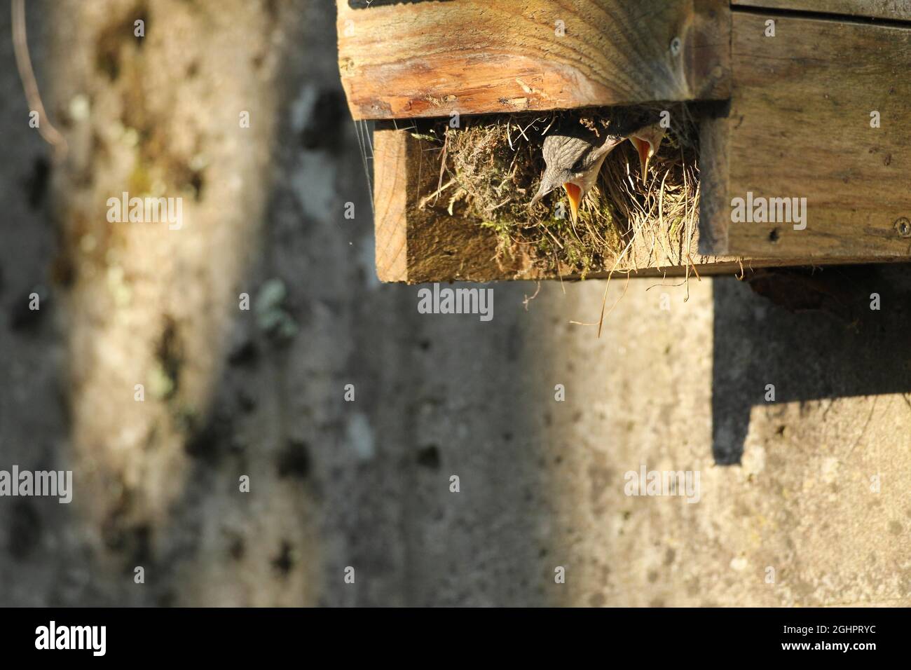 White breasted dipper (Cinclus cinclus) young birds begging for food in ...