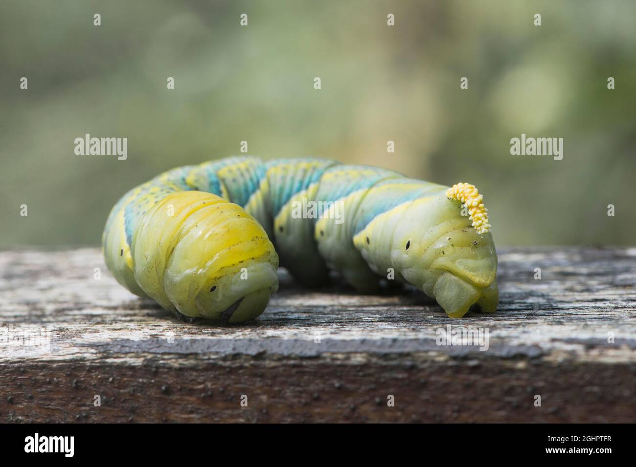 Caterpillar of the Death's head hawkmoth (Acherontia atropos), Ering ...