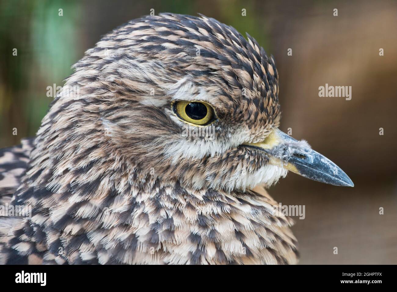 Spotted Thick knee (Burhinus capensis), captive, portrait, Landau ...
