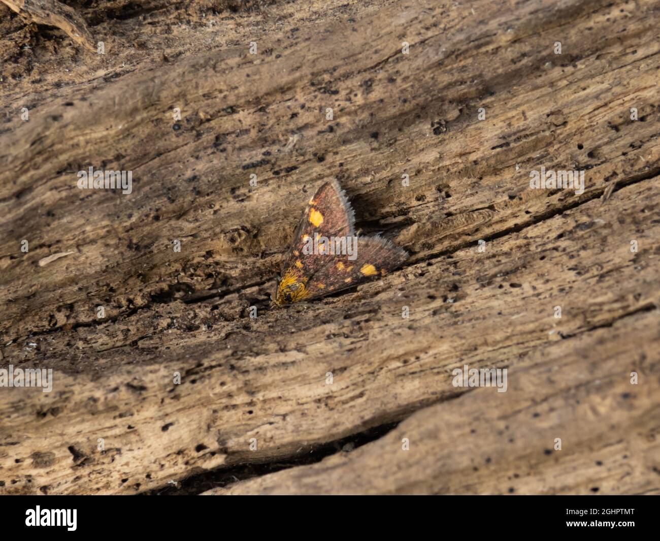 The upper side of a mint moth, Pyrausta aurata, at rest on a natural ...