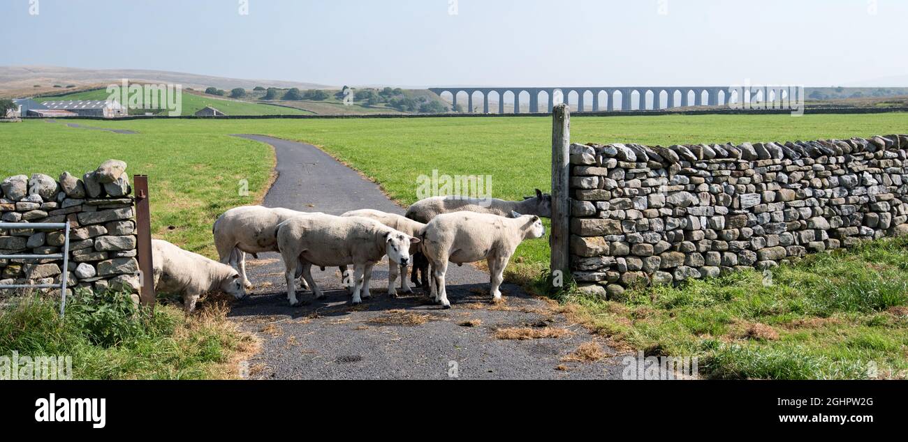 Tups lining up in each others shade and narrow amount of shade from ...