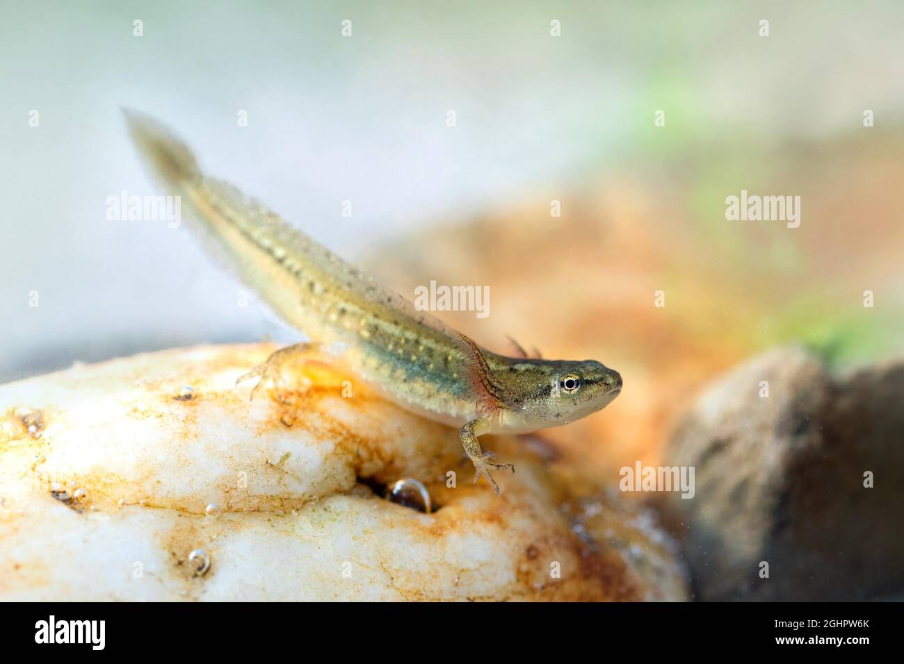 Pig larva hi-res stock photography and images - Alamy