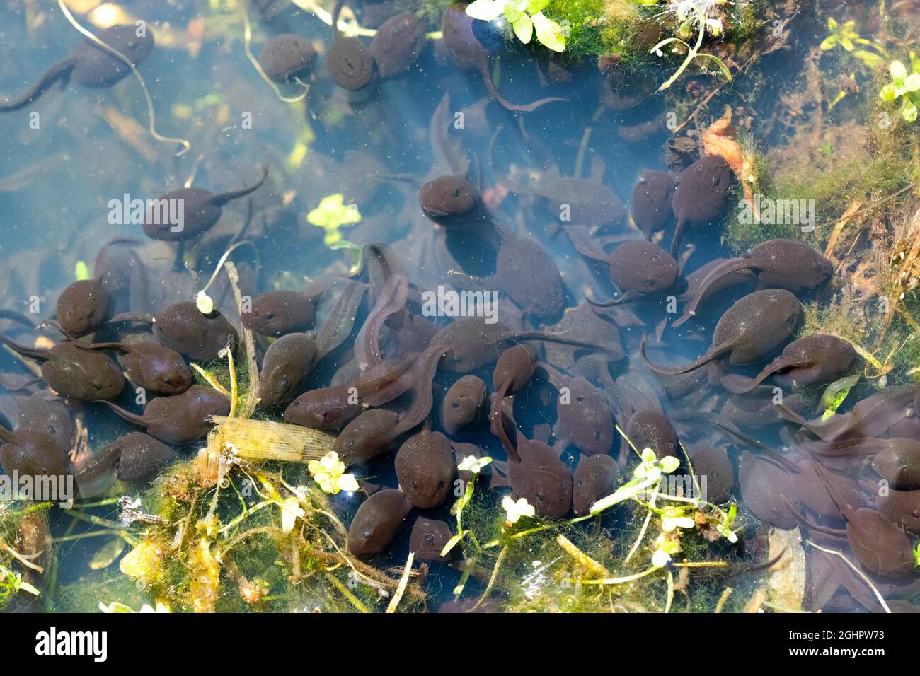 Common toad (Bufo bufo), many tadpoles in spawning water, Further Moor ...