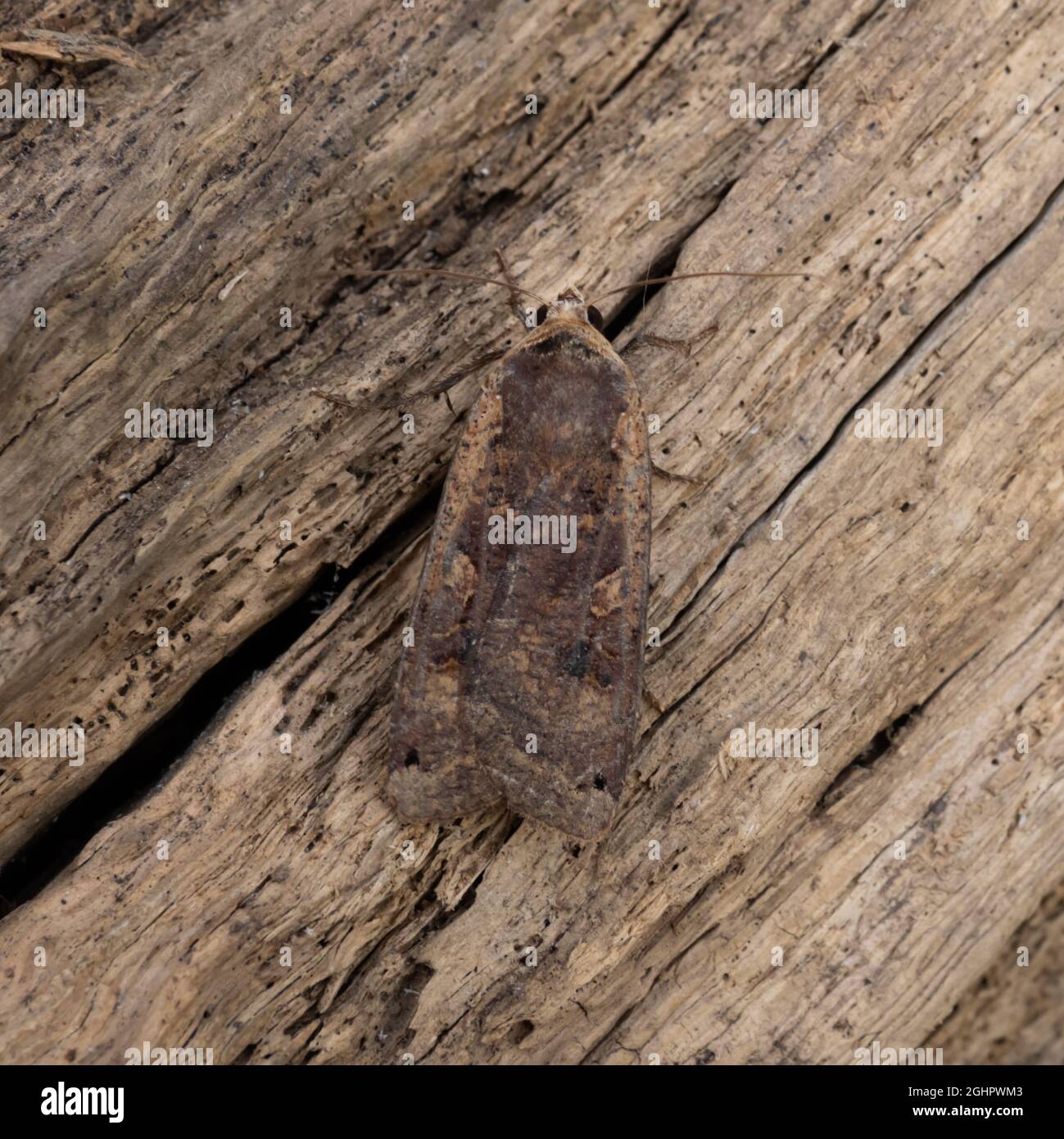 A Large Yellow Underwing Moth, Noctua pronuba, at rest on a natural ...