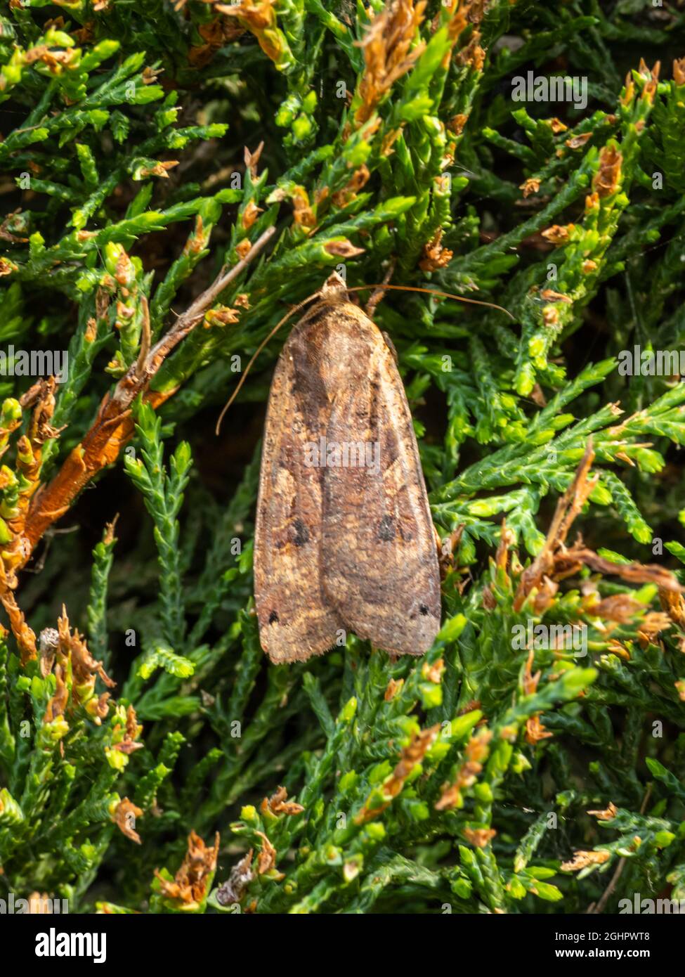 A Large Yellow Underwing Moth, Noctua pronuba, at rest on a natural ...